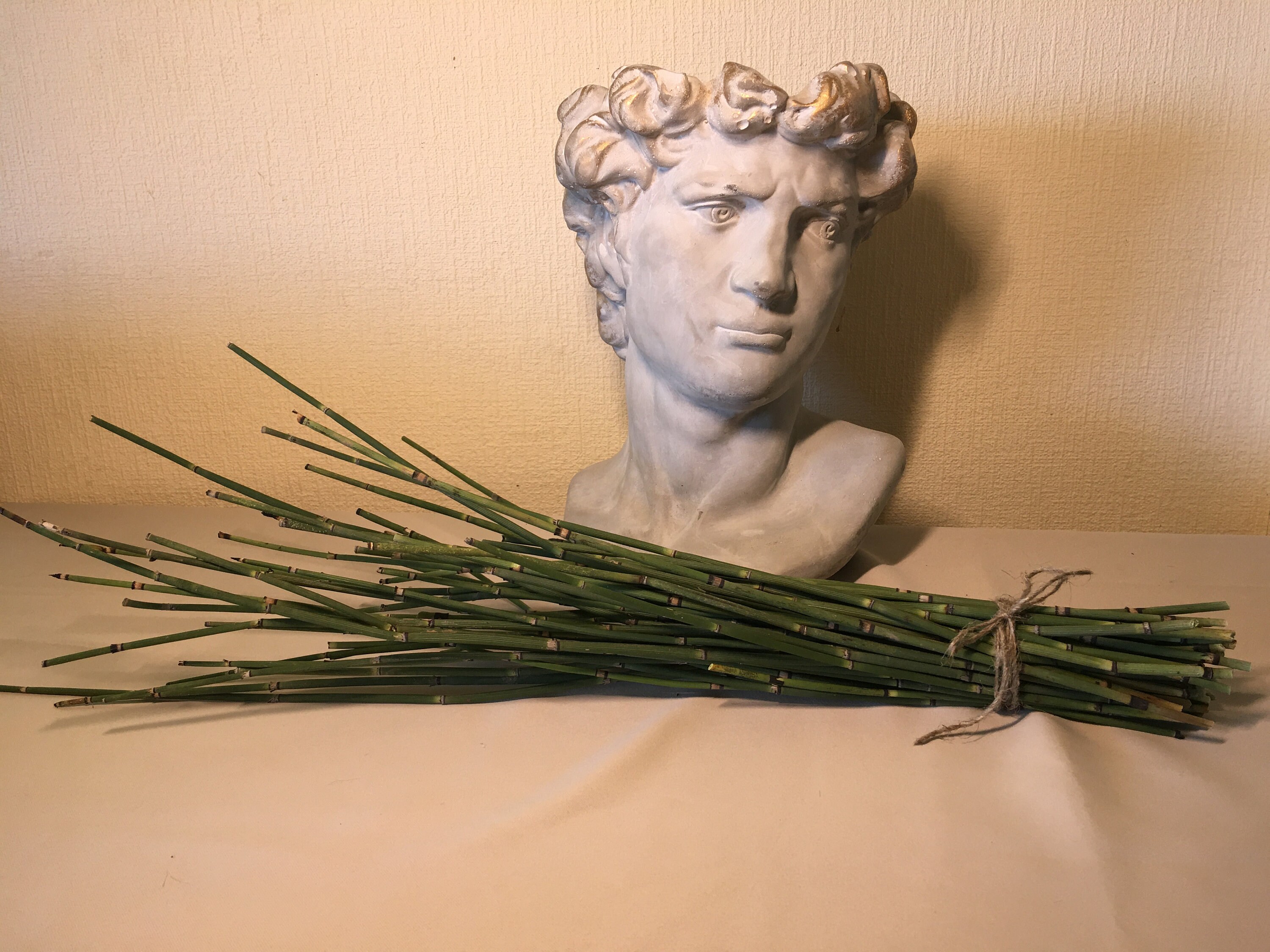 50 Dried Horsetail Reed equisetum Sylvaticum 12 15 Inches Tall, Green ...