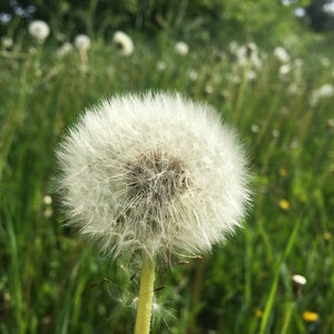 500 Real Dandelion Seeds,fluff,dandelion Seeds Art,resin Casting or ...