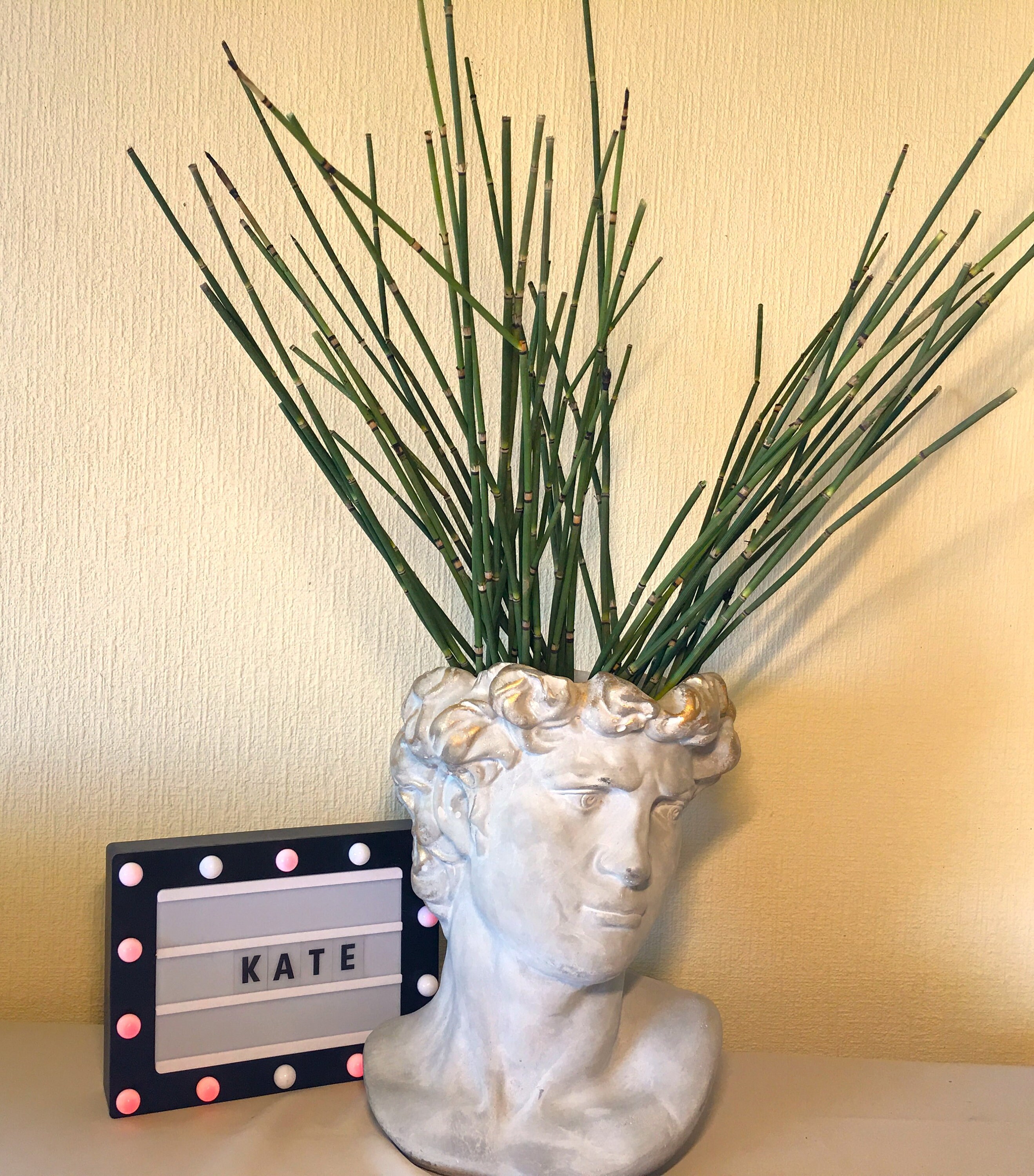 50 Dried Horsetail Reed equisetum Sylvaticum 12 15 Inches Tall, Green ...