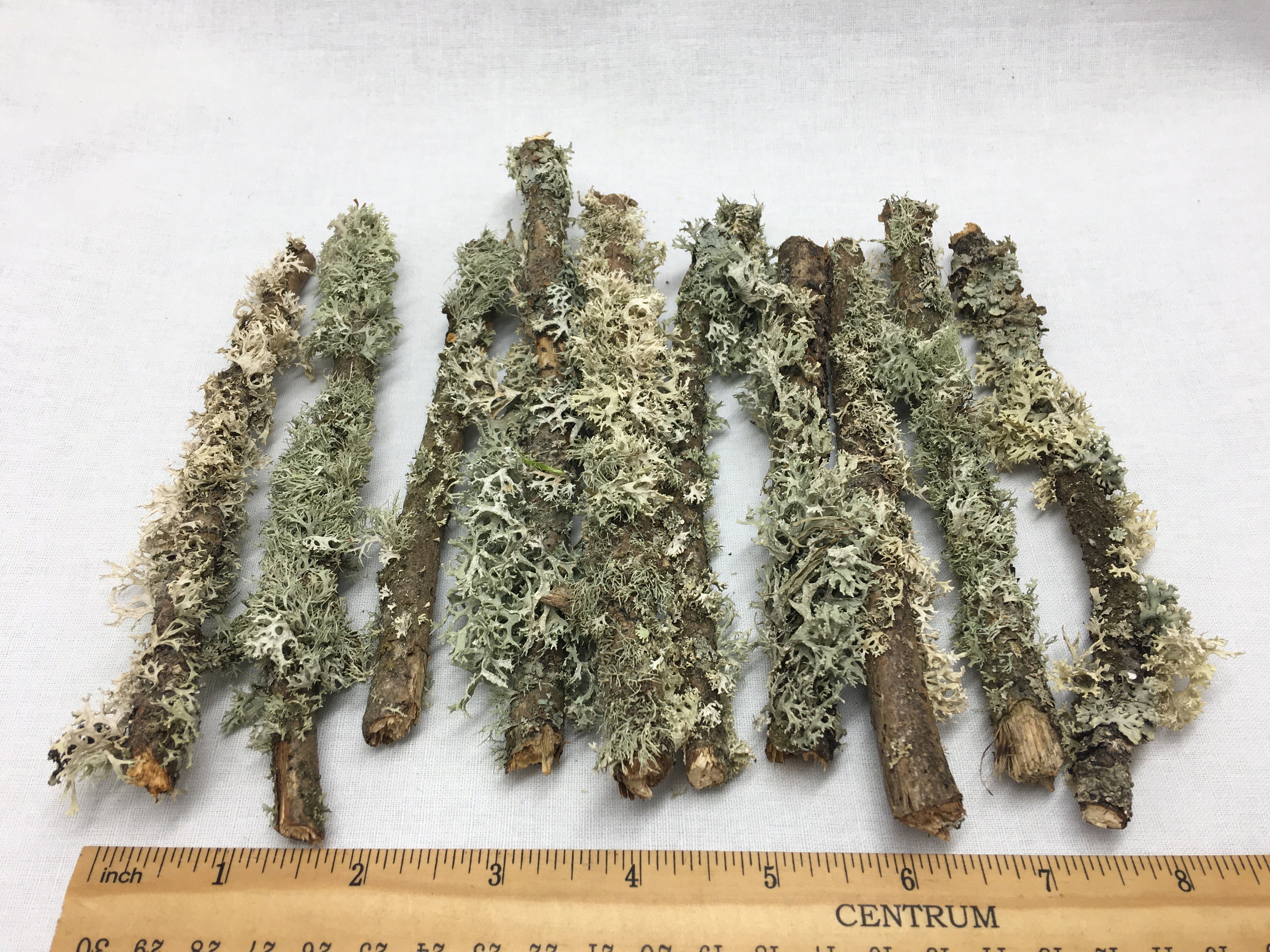 10 Pcs Woodland Animals Party Decorations, Lichen Wood Sticks, Wood Branches, Natural Branches ...