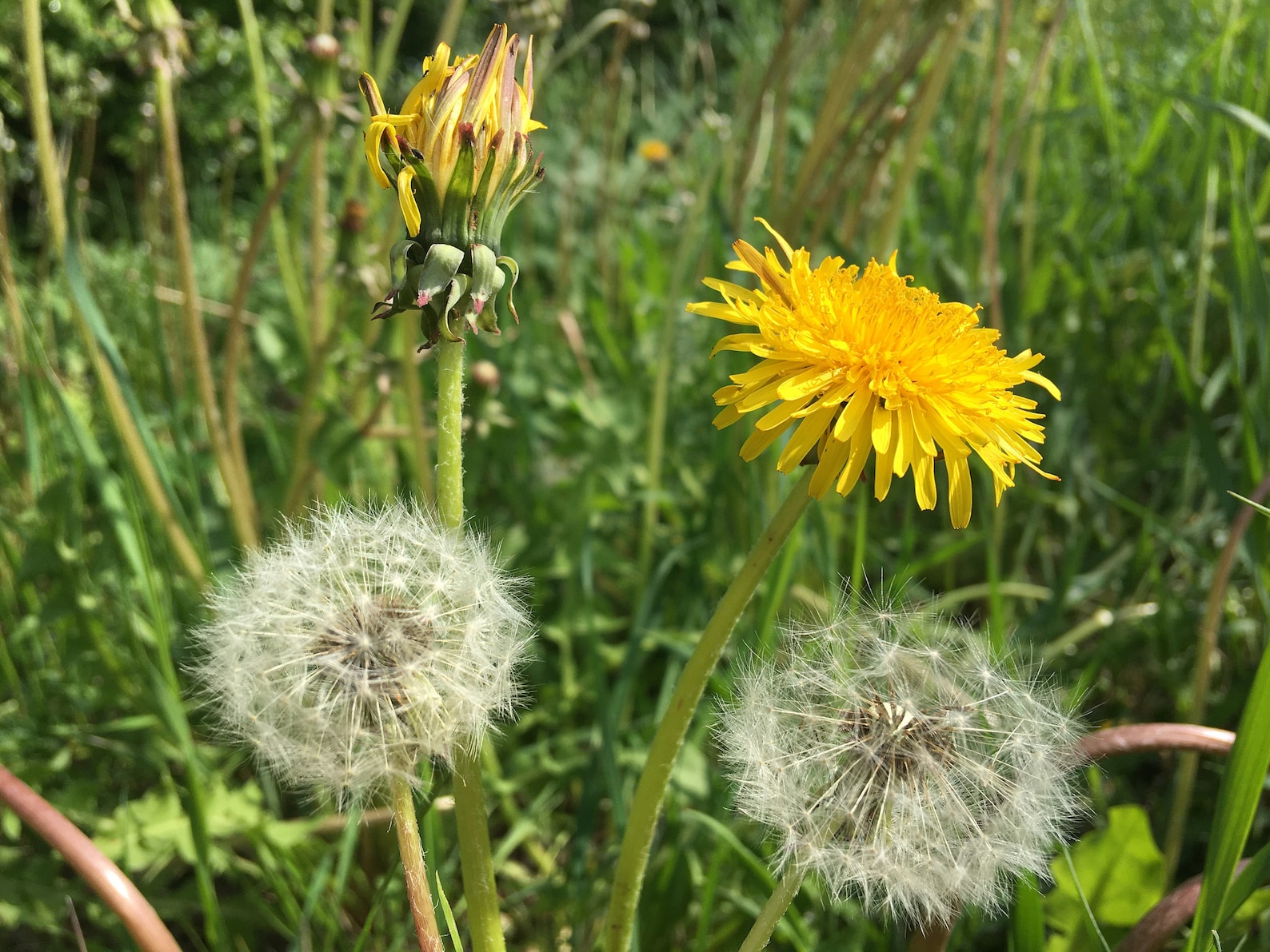 500 Real Dandelion Seeds,fluff,dandelion Seeds Art,resin Casting or ...