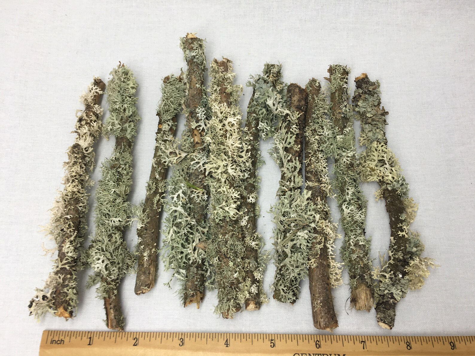 10 Pcs Woodland Animals Party Decorations, Lichen Wood Sticks, Wood Branches, Natural Branches ...