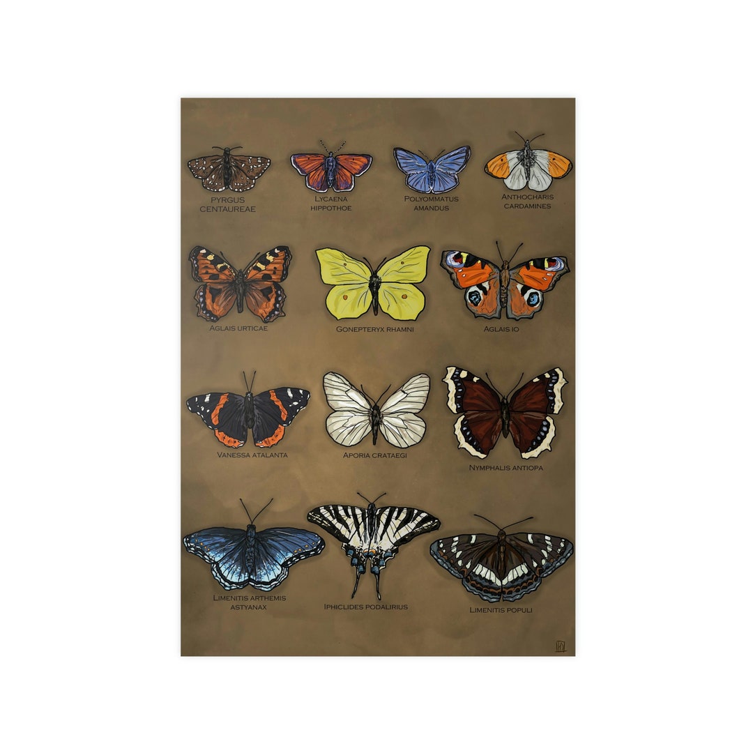 Butterfly Poster | Butterfly Species, Wall Art, Wall Decor, Home Decor ...