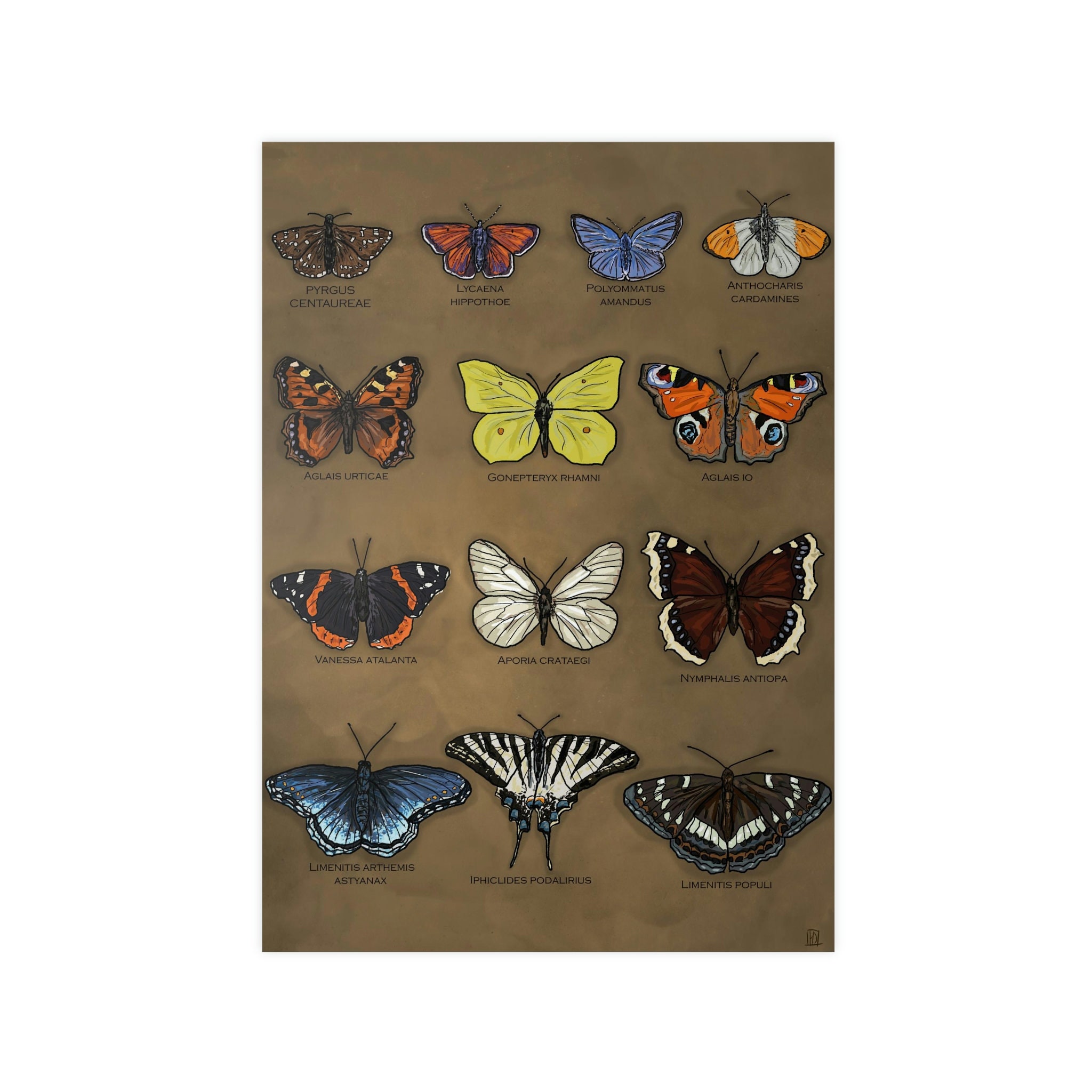Butterfly Poster | Butterfly Species, Wall Art, Wall Decor, Home Decor ...