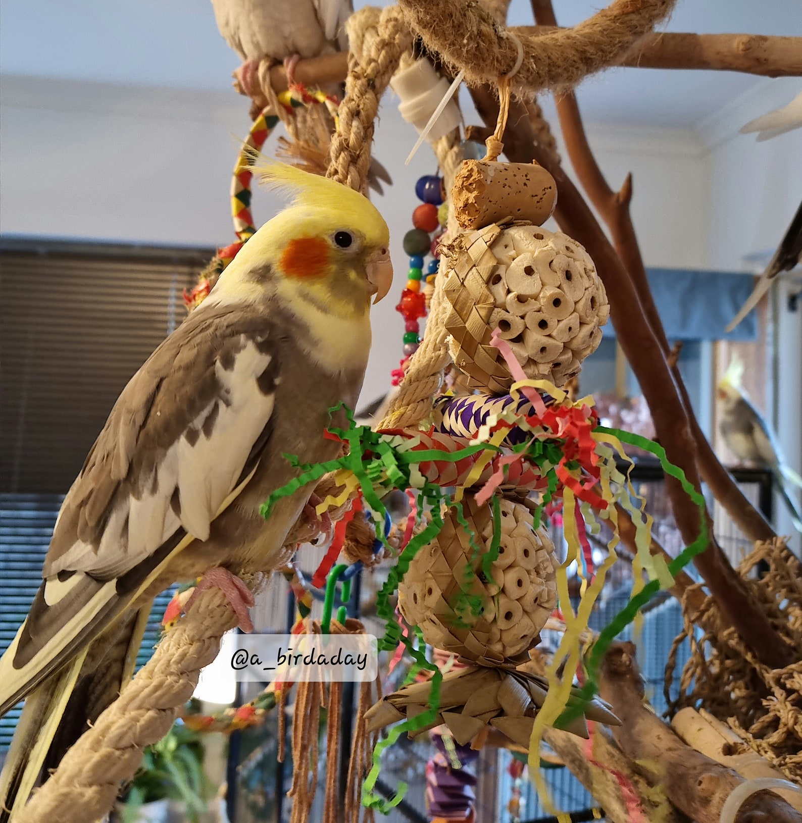 Sola Ball Fun - Hand Made Toys for Small to Medium Pet Birds Using Safe ...
