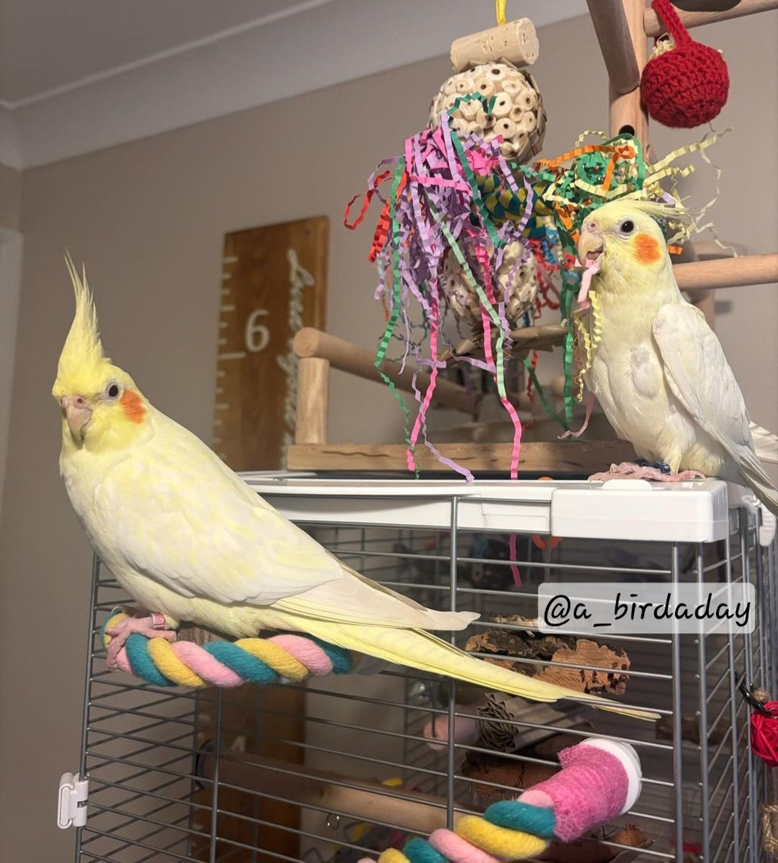 Sola Ball Fun - Hand Made Toys for Small to Medium Pet Birds Using Safe ...