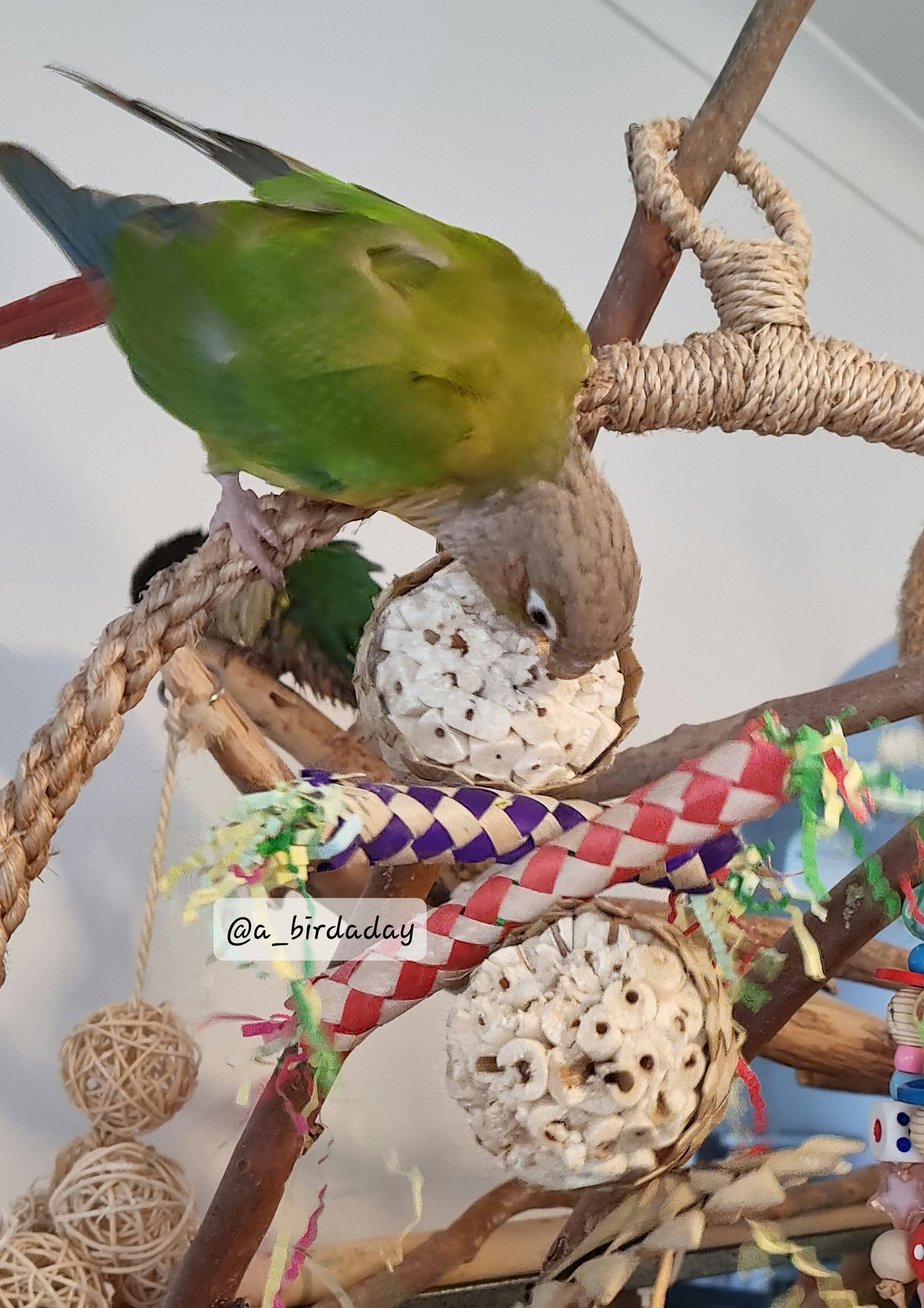 Sola Ball Fun - Hand Made Toys for Small to Medium Pet Birds Using Safe ...