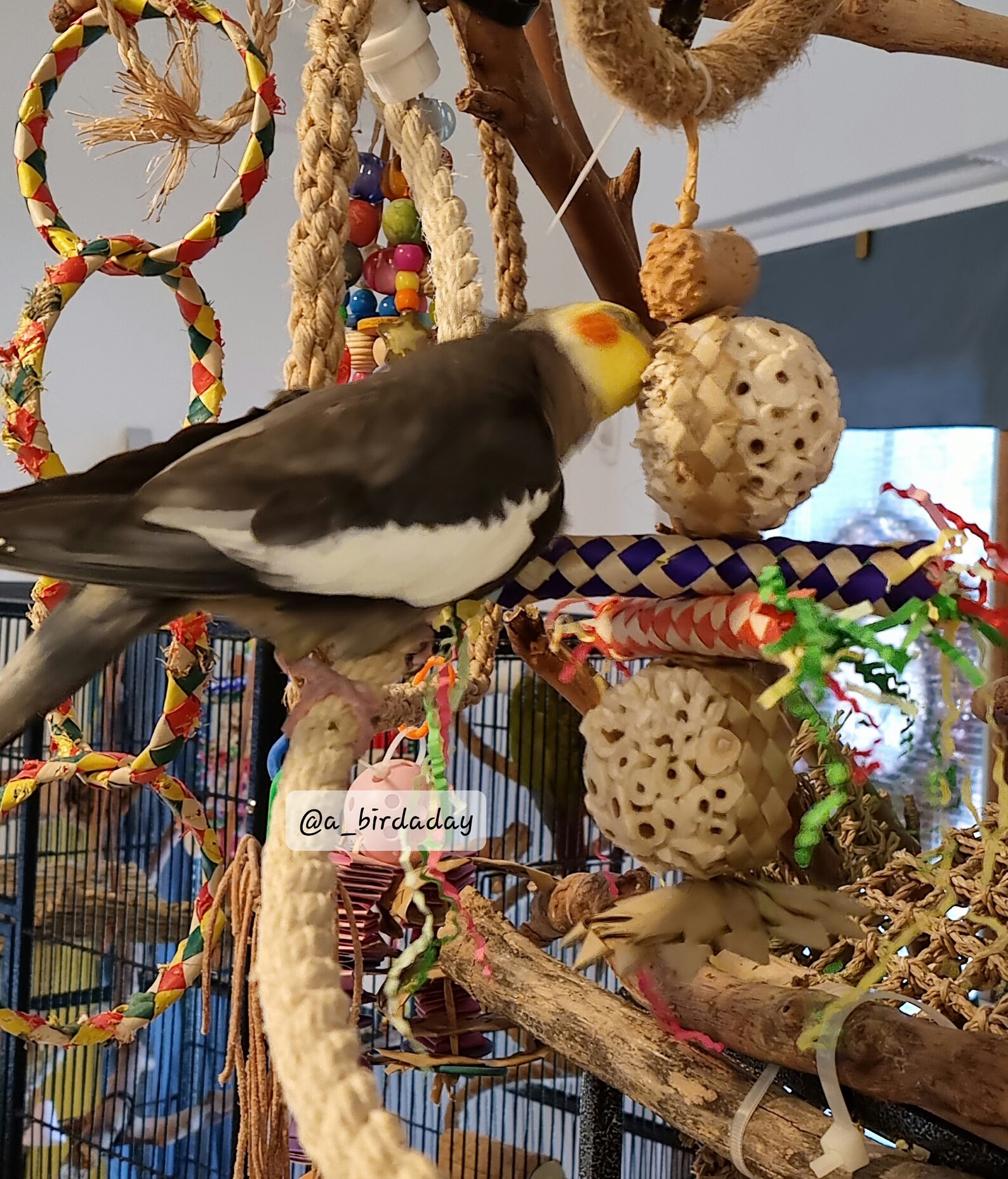 Sola Ball Fun - Hand Made Toys for Small to Medium Pet Birds Using Safe ...