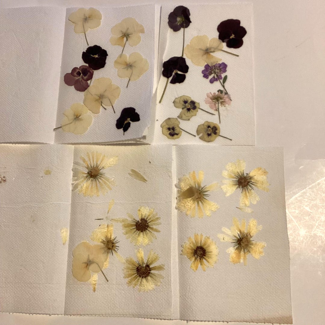 Dried Pressed Pansies Calendula Flowers for Crafting Decorating ...