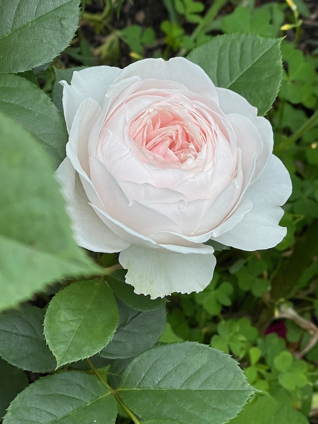 Earth Angel Parfuma Pink Rose Plant Potted/potted Rose/fragrant Pink ...