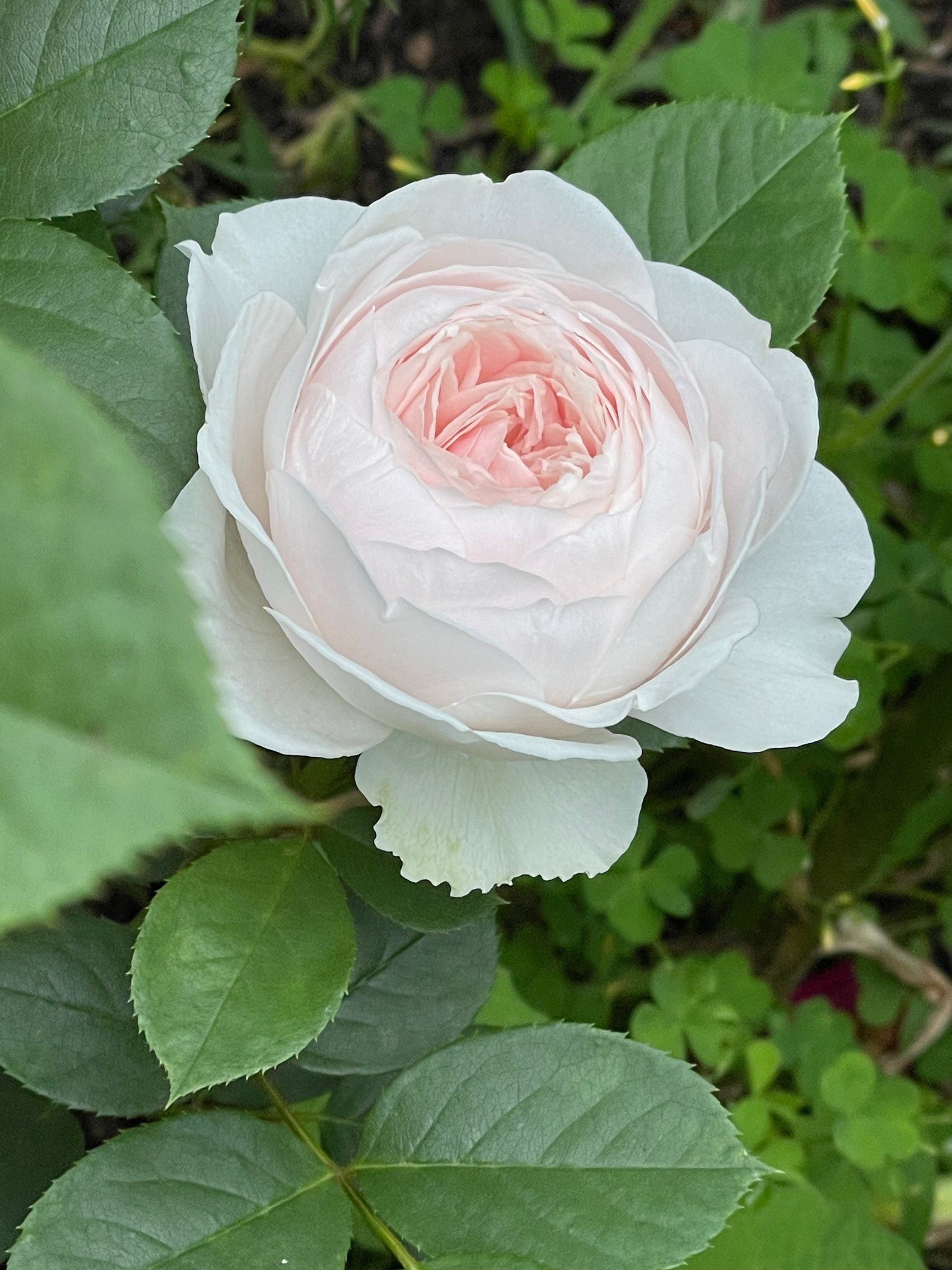 Earth Angel Parfuma Pink Rose Plant Potted/potted Rose/fragrant Pink ...