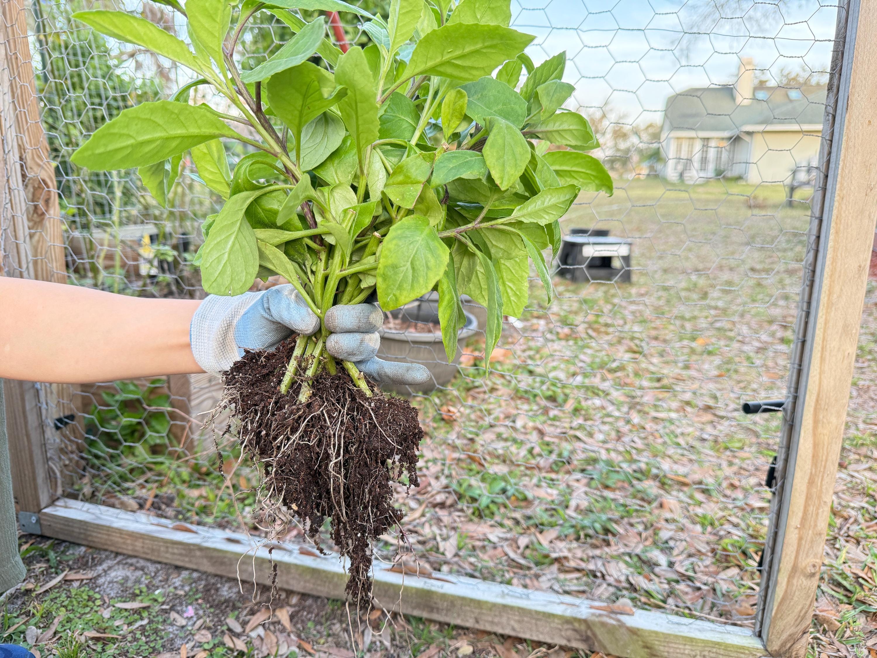 Longevity Spinach Plants - Etsy