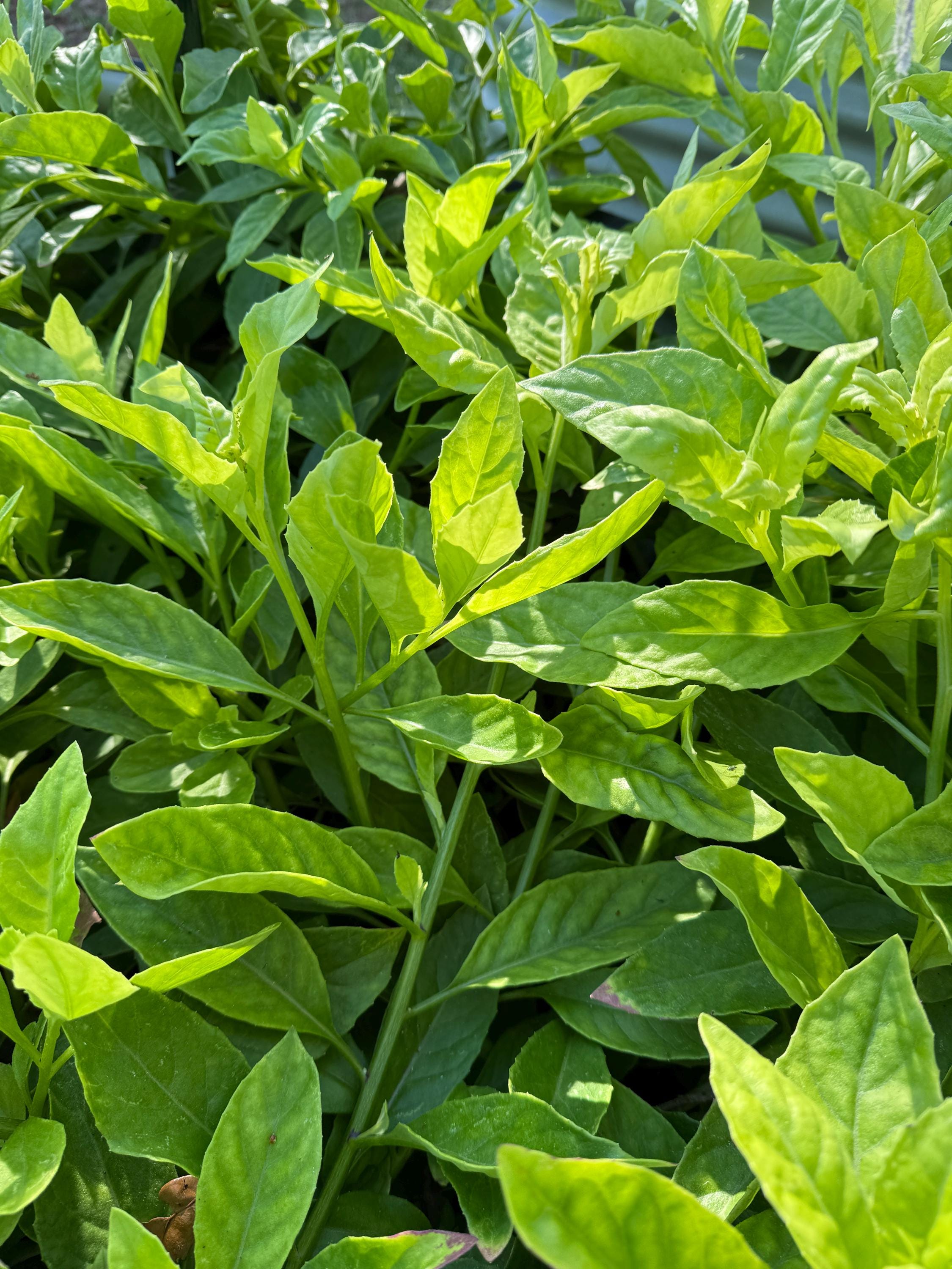 Longevity Spinach Plants - Etsy