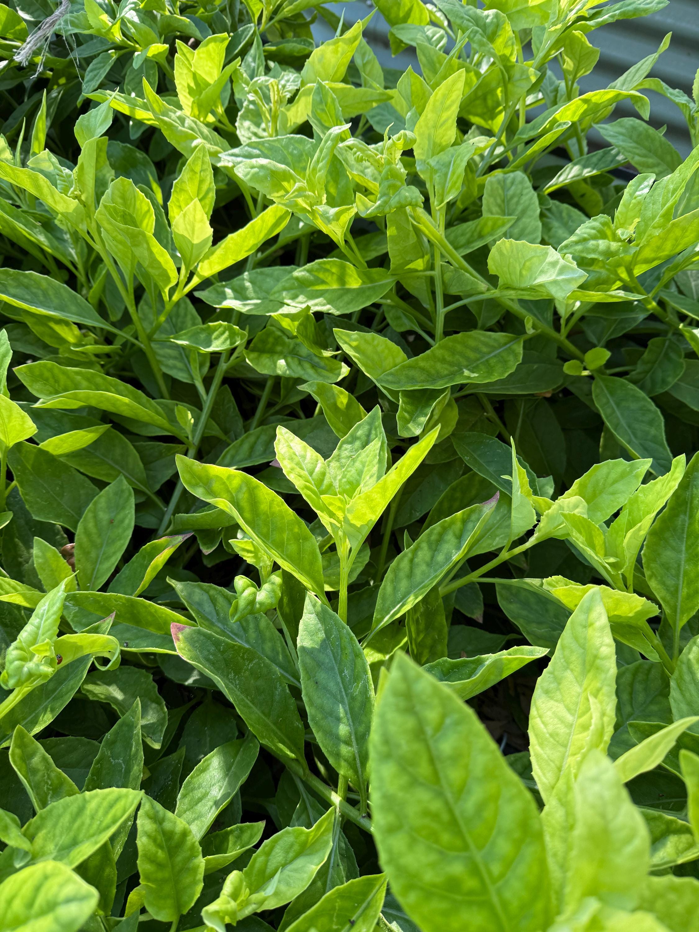 Longevity Spinach Plants - Etsy