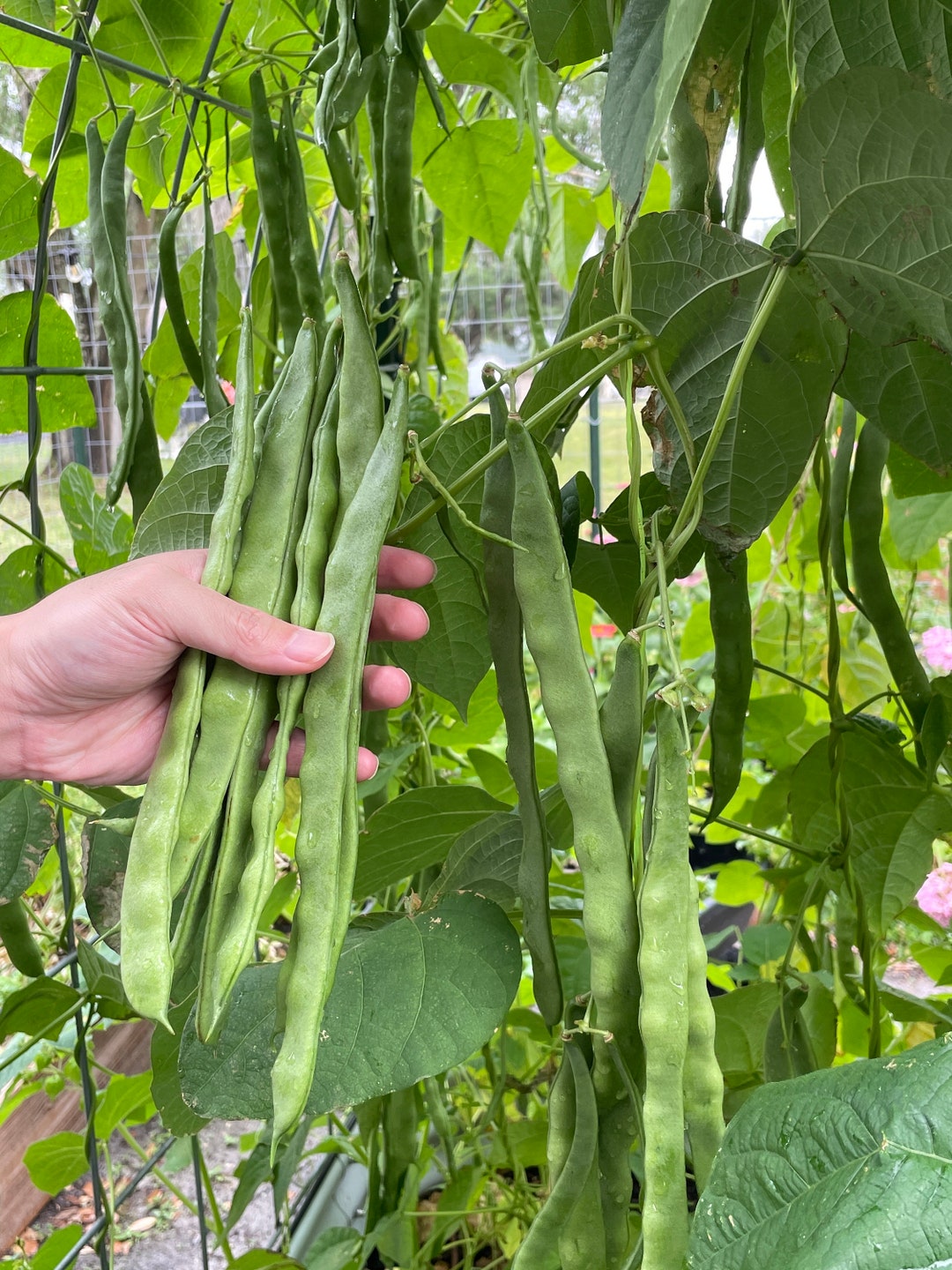 30 Green Bean Flat Seeds - Etsy