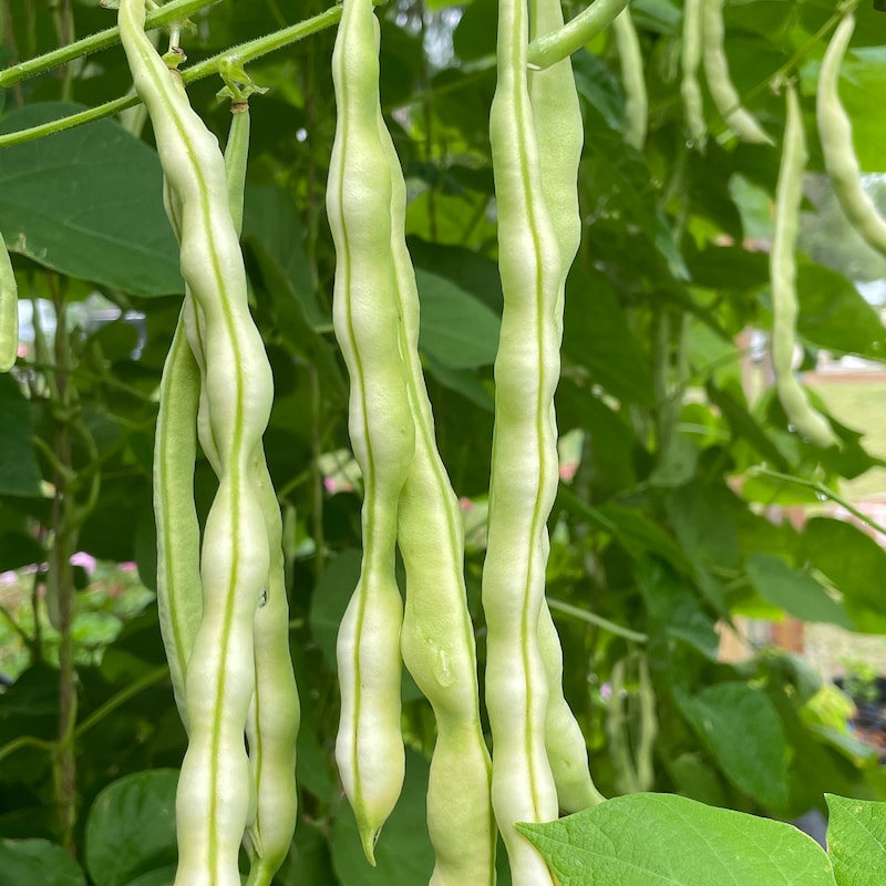 Green Bean Seeds - Etsy