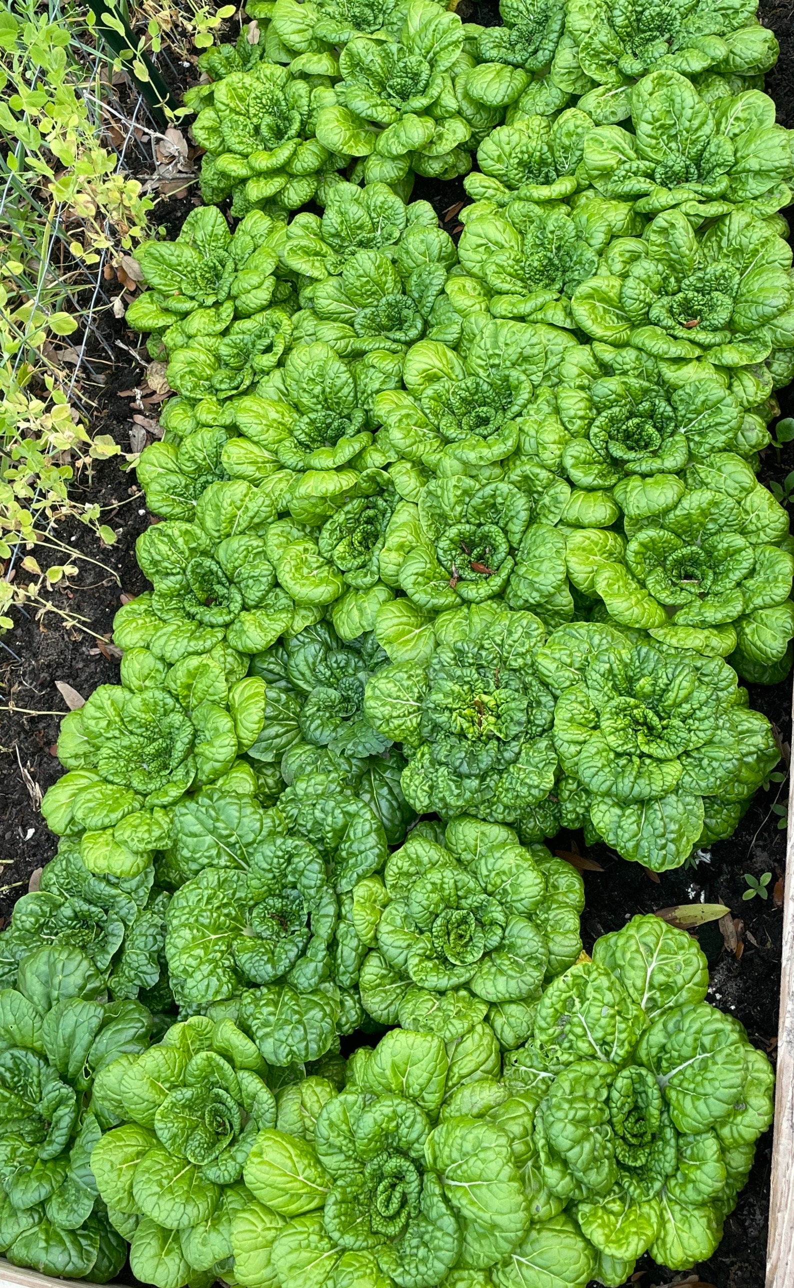 500 Wu Chou Gold in Green Seeds Organic; 黄心绿；黄心菜 FREE Shipping - Etsy