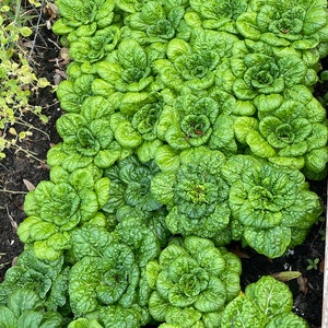 500 Wu Chou Gold in Green Seeds Organic; 黄心绿；黄心菜 FREE Shipping - Etsy