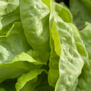 Nancy Organic Lettuce Seeds; Free Shipping - Etsy