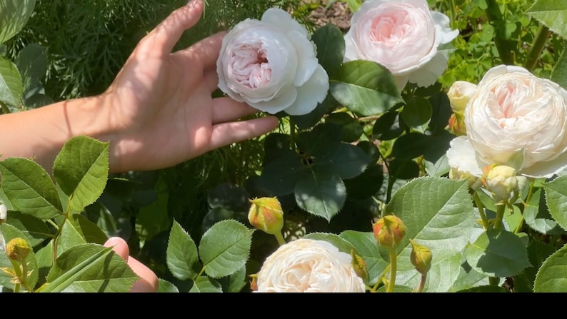 Earth Angel Parfuma Pink Rose Plant Potted/potted Rose/fragrant Pink ...