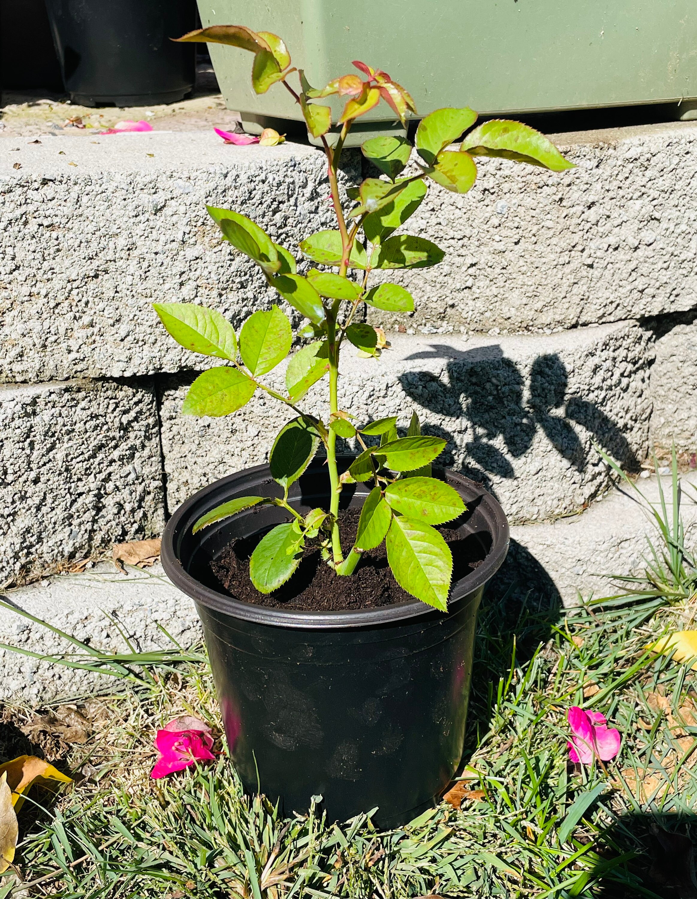 Earth Angel Parfuma Pink Rose Plant Potted/potted Rose/fragrant Pink ...