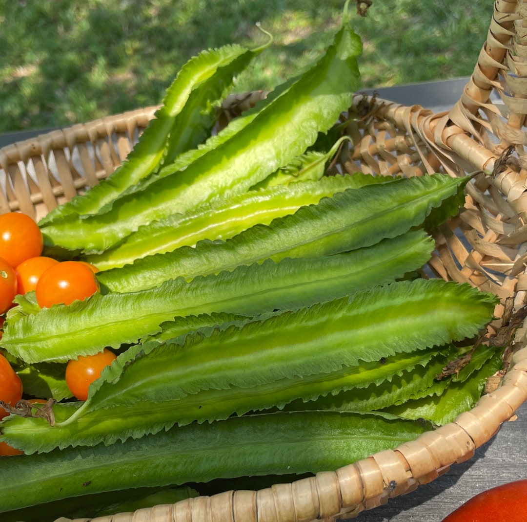 Organic Winged Bean, Dragon Beans - Etsy