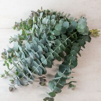 Seeded Eucalyptus - Etsy
