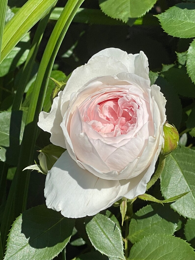 Earth Angel Parfuma Pink Rose Plant Potted/potted - Etsy