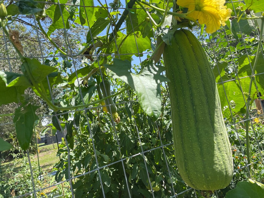 Heirloom Home Grown Organic Loofah Seeds Grown - Luffa Seeds - Etsy