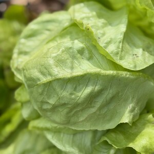 Nancy Organic Lettuce Seeds; Free Shipping - Etsy
