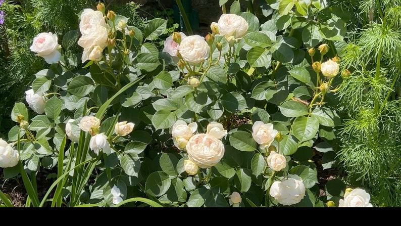 Earth Angel Parfuma Pink Rose Plant Potted/potted - Etsy