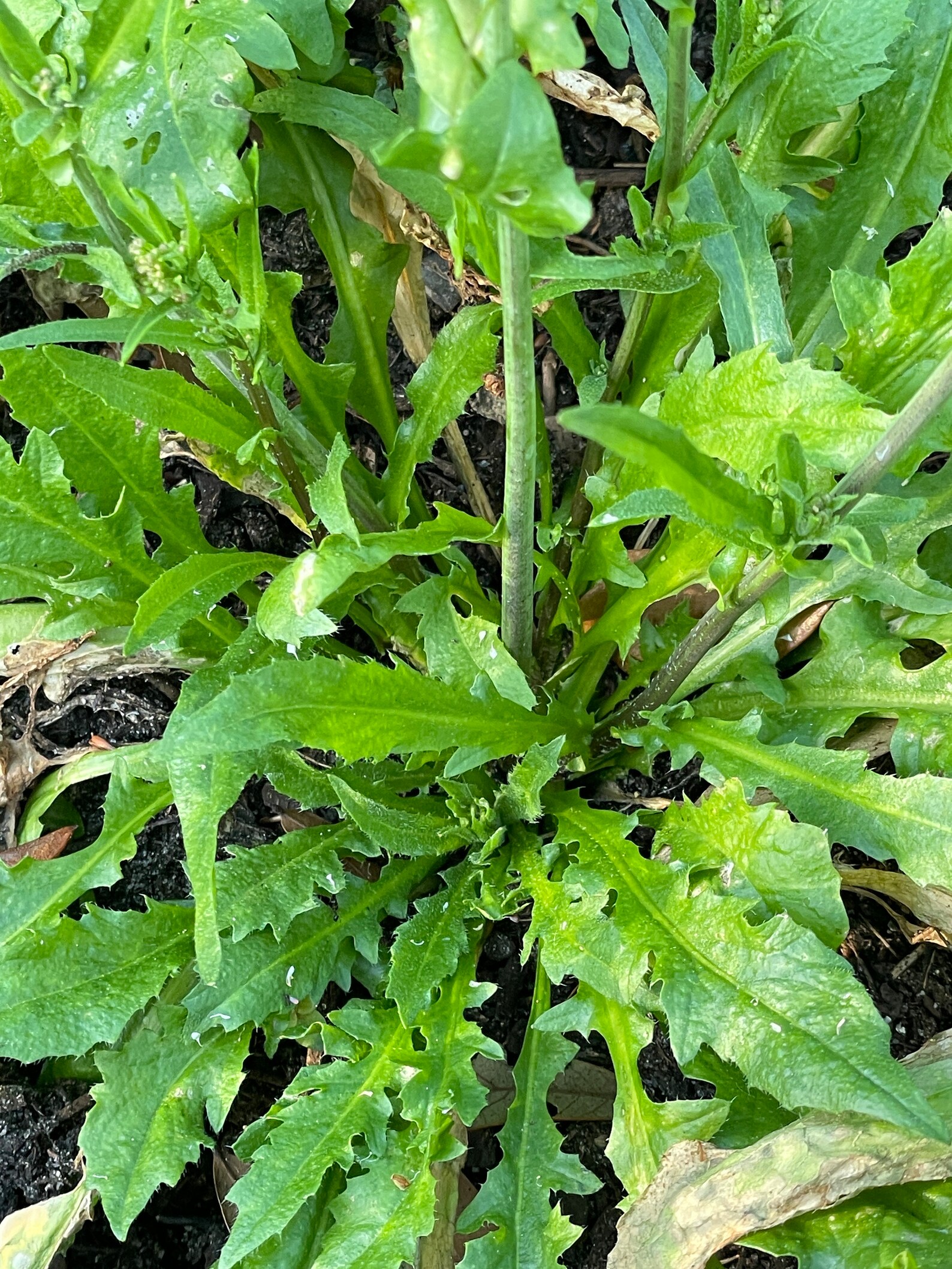 1000 Shepherds Purse Seeds Organic 荠菜薺菜 Jicai Free Shipping - Etsy