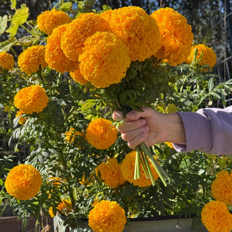 Marigold Seed - Etsy