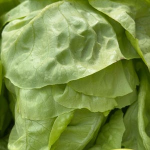 Nancy Organic Lettuce Seeds; Free Shipping - Etsy