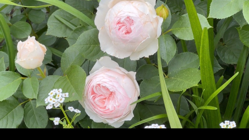 Earth Angel Parfuma Pink Rose Plant Potted/potted - Etsy
