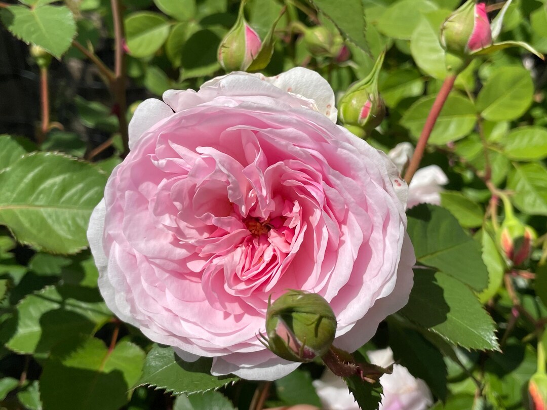 Light Pink Shrub Rose Live Plant Potted, Own Root Potted Starter Plant ...