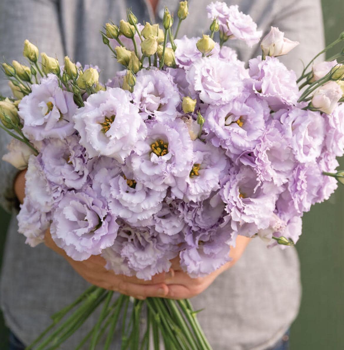 25 Voyage 2 Lavender Lisianthus Seeds Pelleted F1 Lisianthus - Etsy