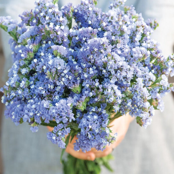 Statice Seeds - Etsy