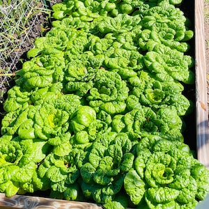 500 Wu Chou Gold in Green Seeds Organic; 黄心绿；黄心菜 FREE Shipping - Etsy