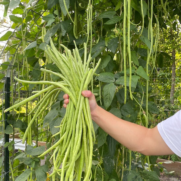 500 Wu Chou Gold in Green Seeds Organic 黄心绿黄心菜 FREE Shipping - Etsy