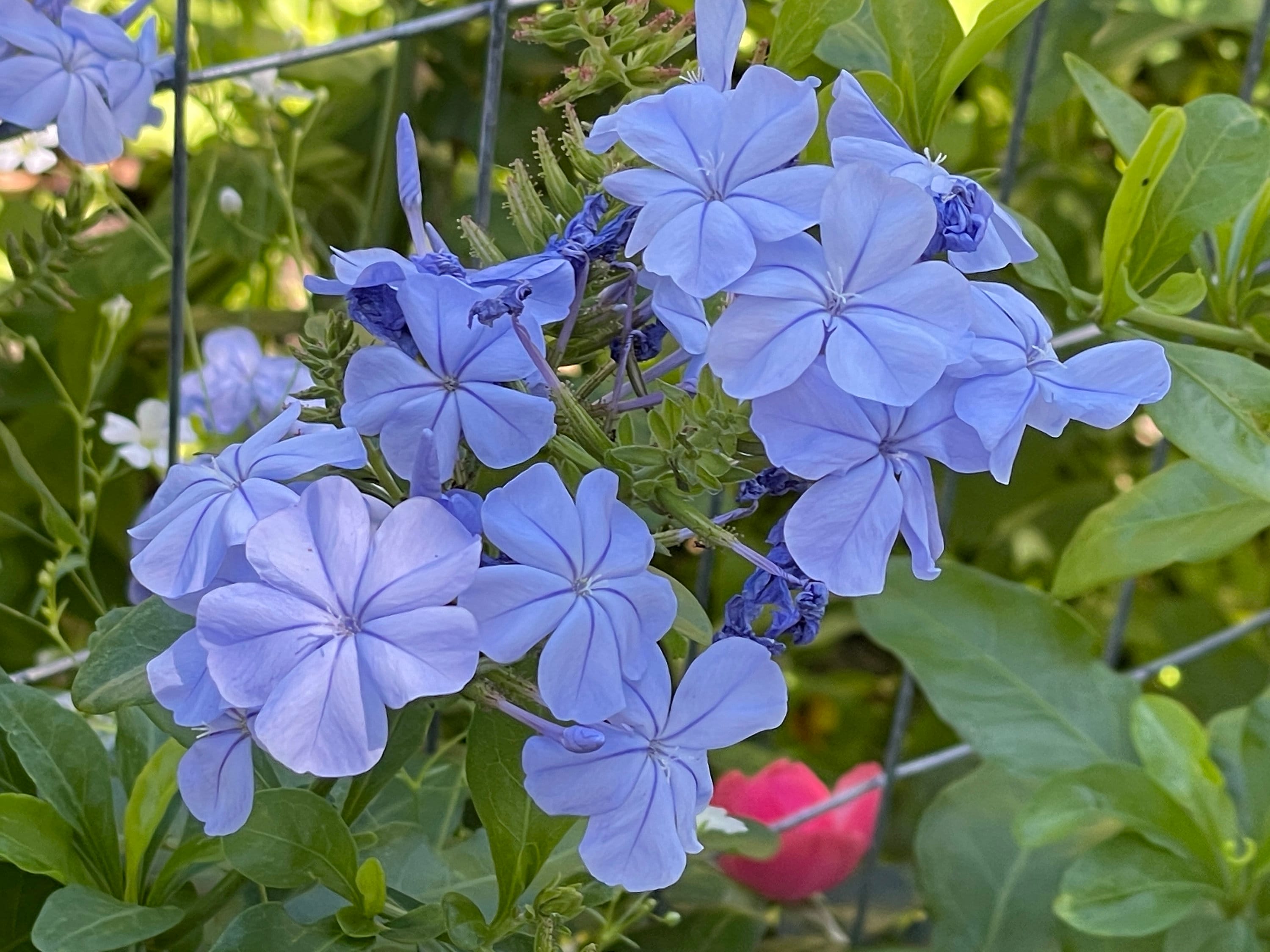 Blue Plumbago Auriculata in 4" Pot With Heavy Roots; - Etsy
