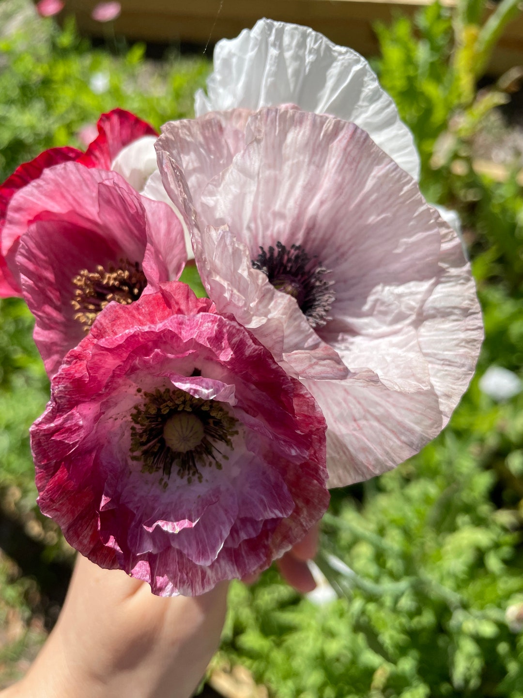 100 Mother of Pearl Poppy Flower Seeds FREE Shipping - Etsy