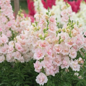 40 Double Frappe Light Pink 2 Snapdragon Seeds FREE Shipping - Etsy