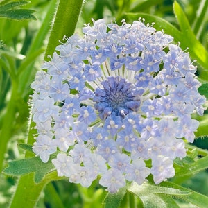 80 Lace Flower Seeds Blue Organic - Etsy