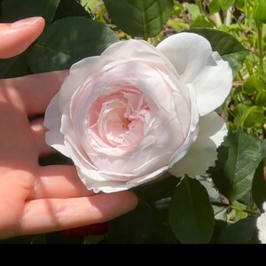 Earth Angel Parfuma Pink Rose Plant Potted/potted Rose/fragrant Pink ...