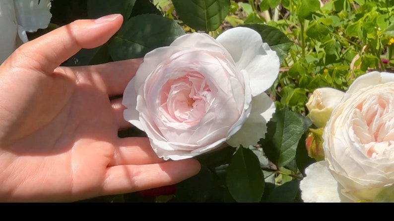 Earth Angel Parfuma Pink Rose Plant Potted/potted - Etsy