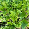 Nancy Organic Lettuce Seeds Free Shipping - Etsy