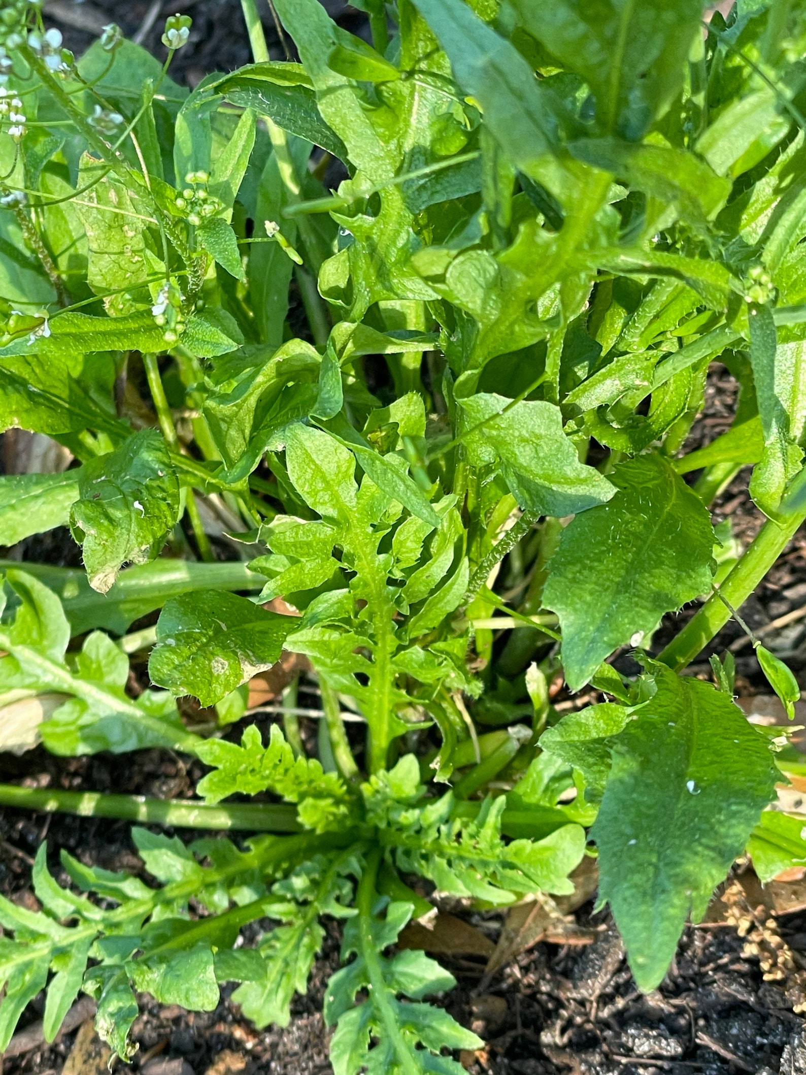1000 Shepherds Purse Seeds Organic 荠菜薺菜 Jicai Free Shipping - Etsy