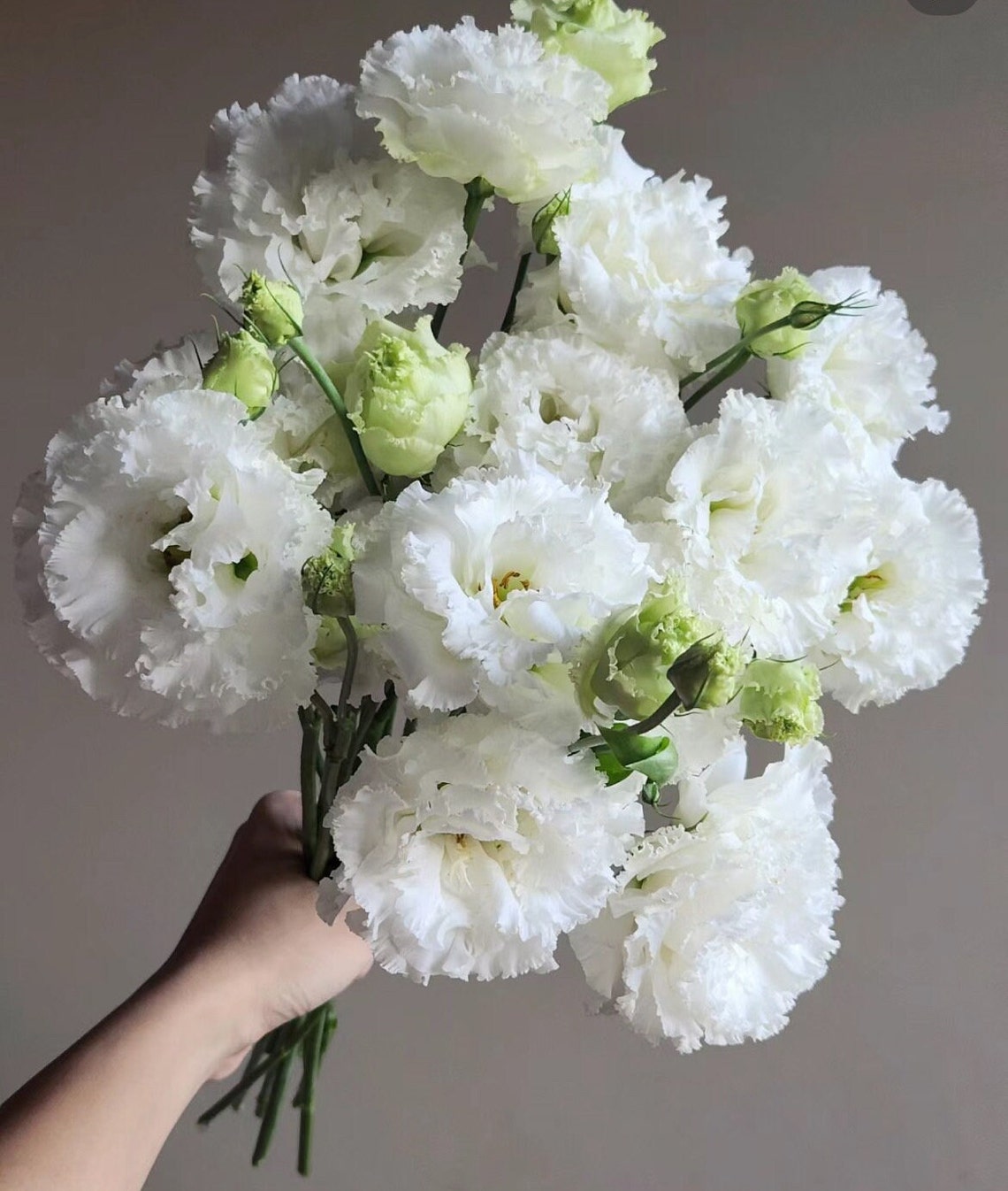 25 Voyage 2 White Lisianthus Seeds - Etsy