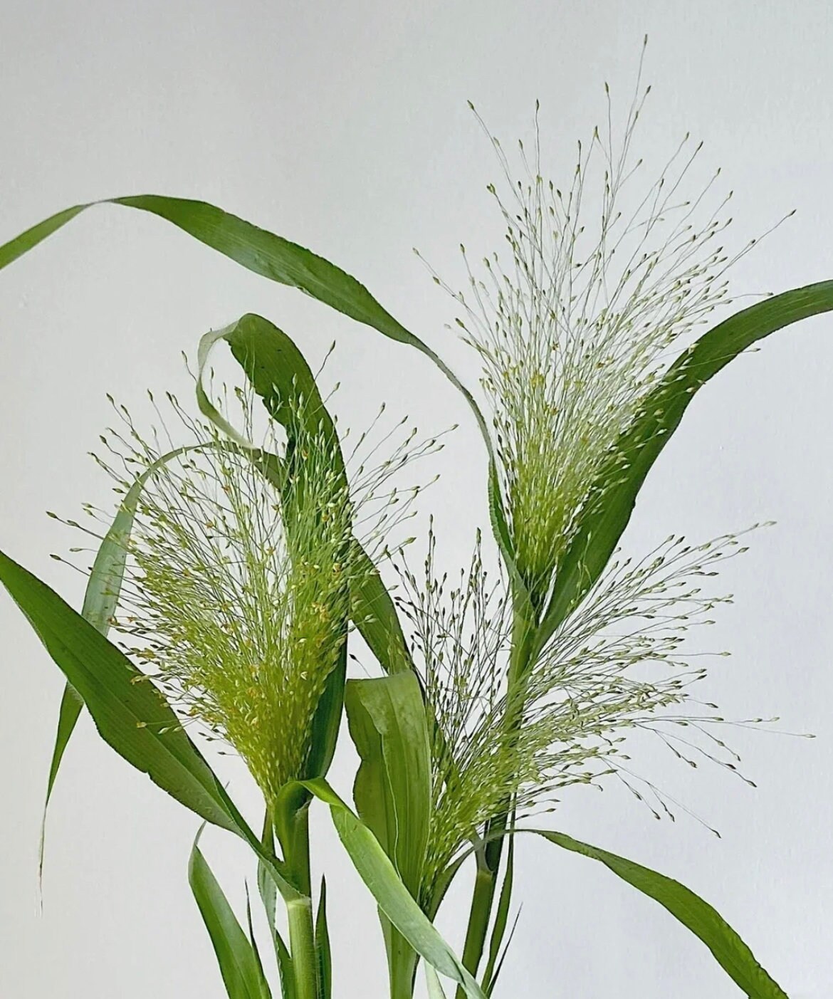 Frosted Explosion Grass Seeds | Free Shipping - Etsy
